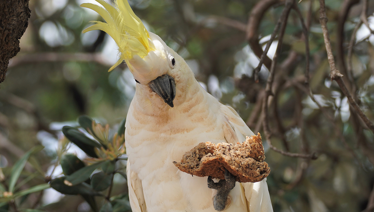 Obyvatelia Sydney bojujú s kakadu o obsah smetných košov - VEDA NA DOSAH