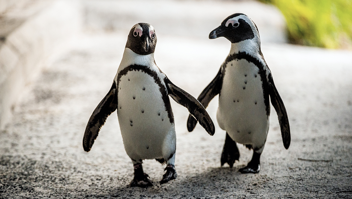 Tučniaky okuliarnaté rozlišujú svojich známych pomocou čiernych bodiek na tele - VEDA NA DOSAH